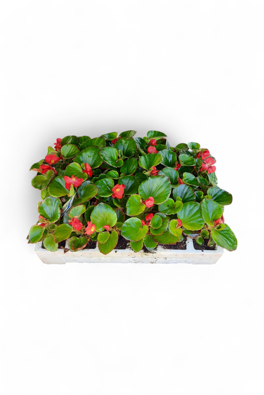 Begonias Green Mixed Colours Seedlings 30 Pack