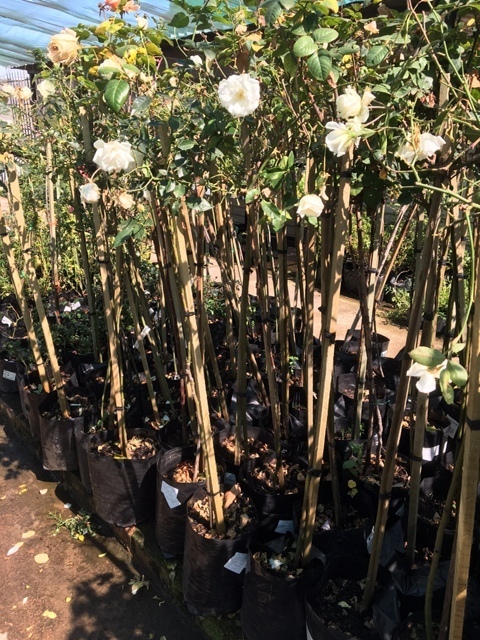 Iceberg Rose Standards 5L