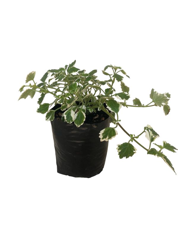 Plectranthus Variegated "Variegated Spurflower" 15cmPot