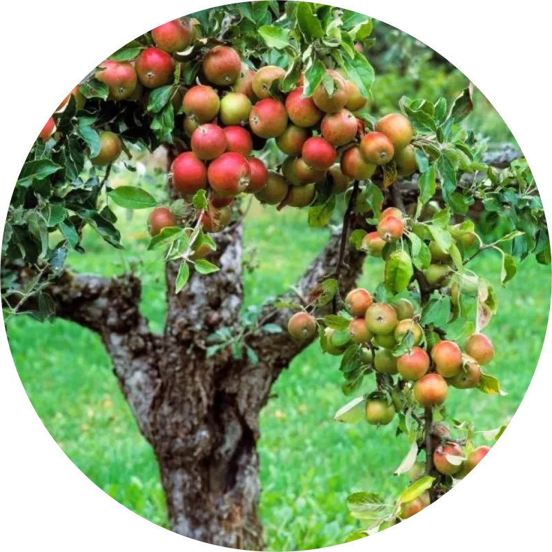 Fruit & Nuts