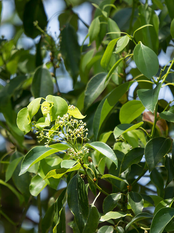 Camphor