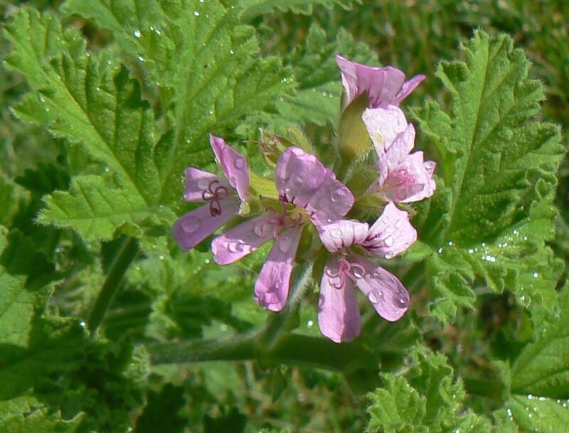 Geranium, Rose
