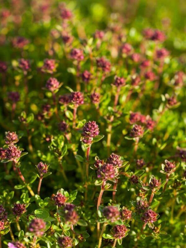 Thyme