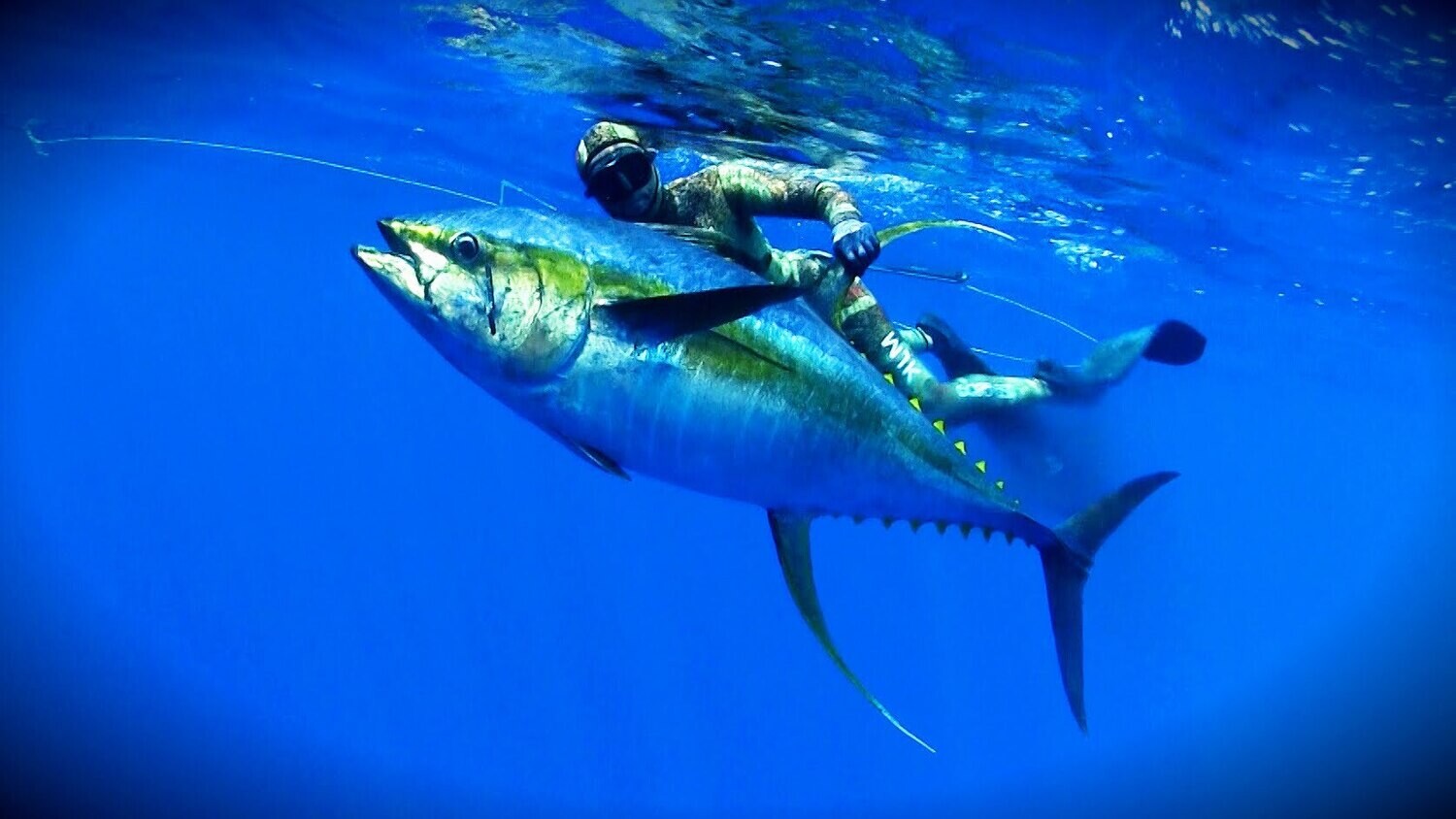 BWH (blue water hunting)
