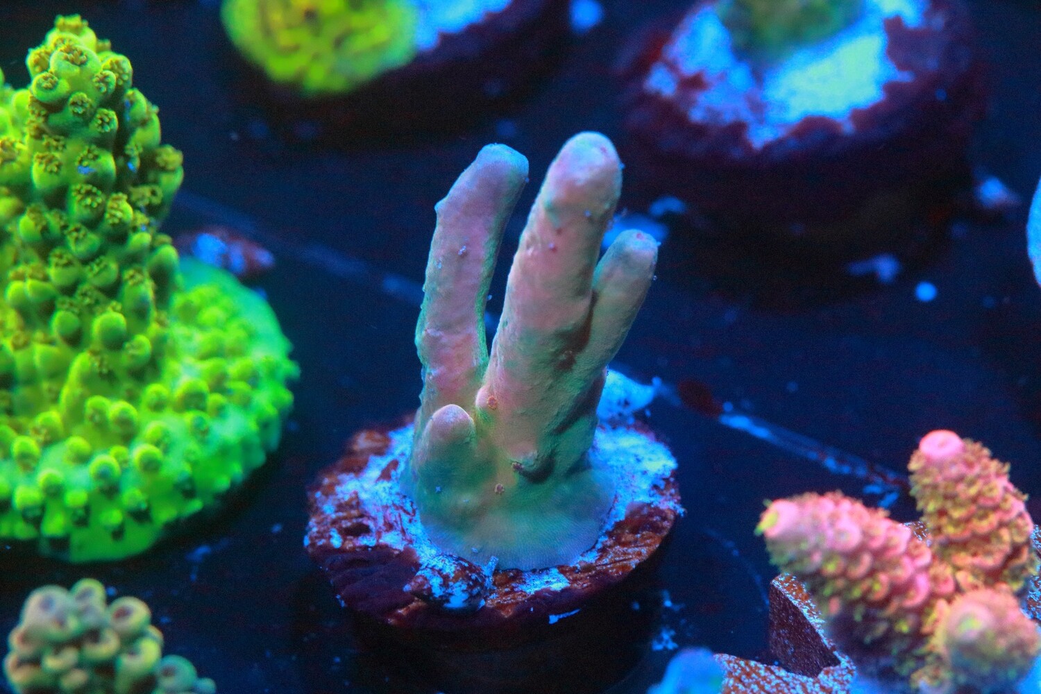 Alien Antenna WYSIWYG