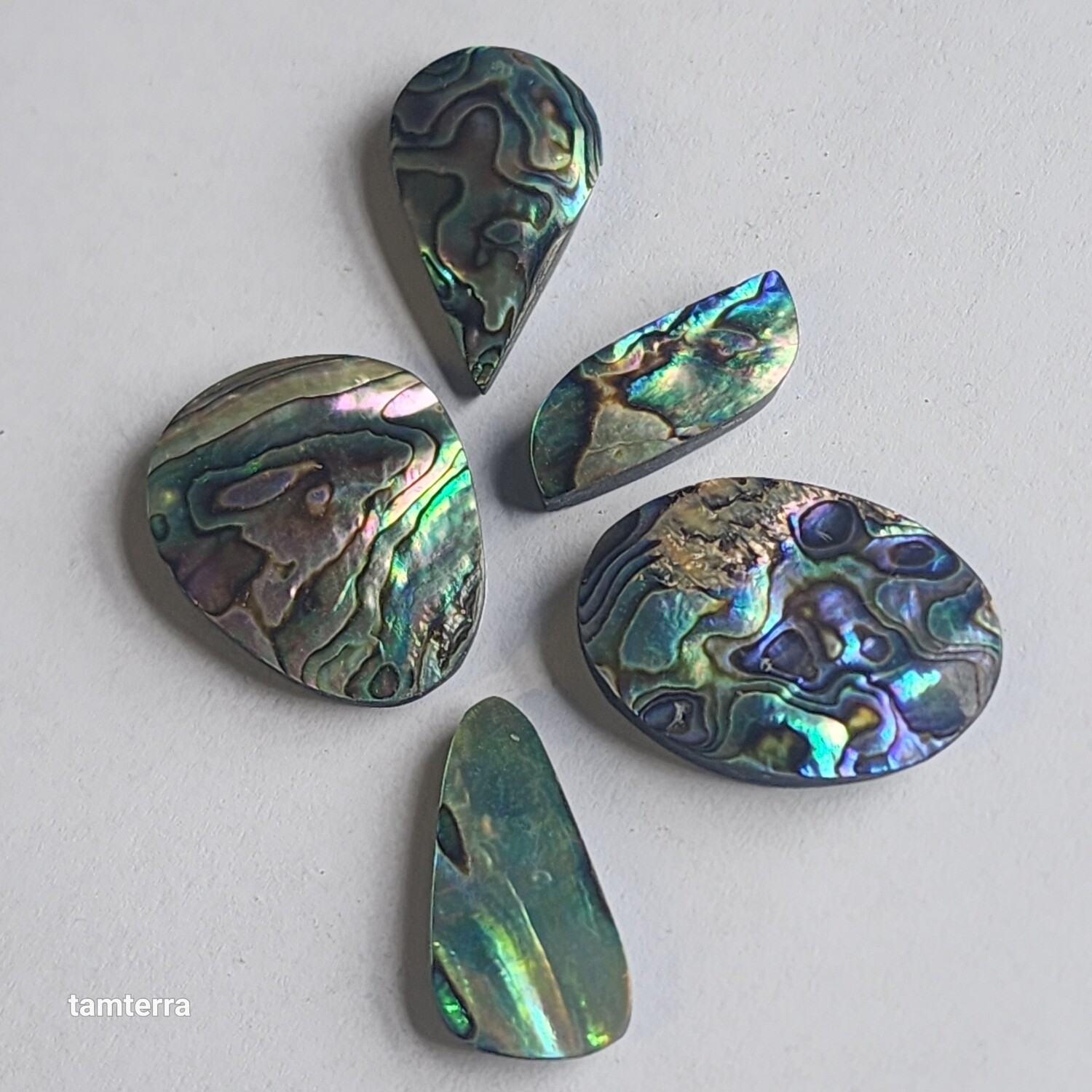 Abalone