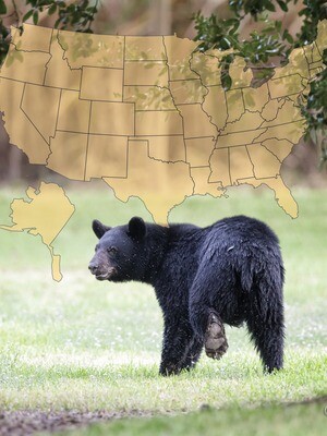 BearWise Educational Materials: Tools & Resources for Bear Safety ...