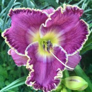 Daylily,Raspberry Eclipse