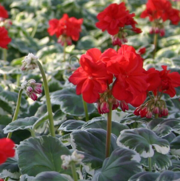 Geranium, Wilhelm Langguth