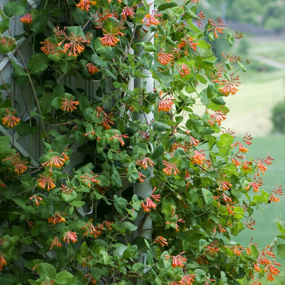 Honeysuckle, Dropmore Scarlet