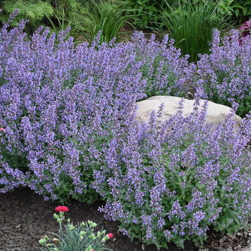 Nepeta, Kit Kat, Catmint