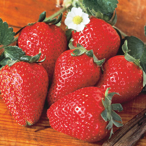 Strawberry, Fort Laramie