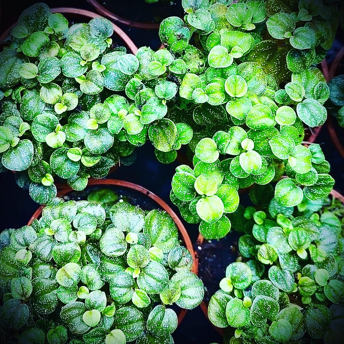 Peperomia antoniana ‘Ecuador’