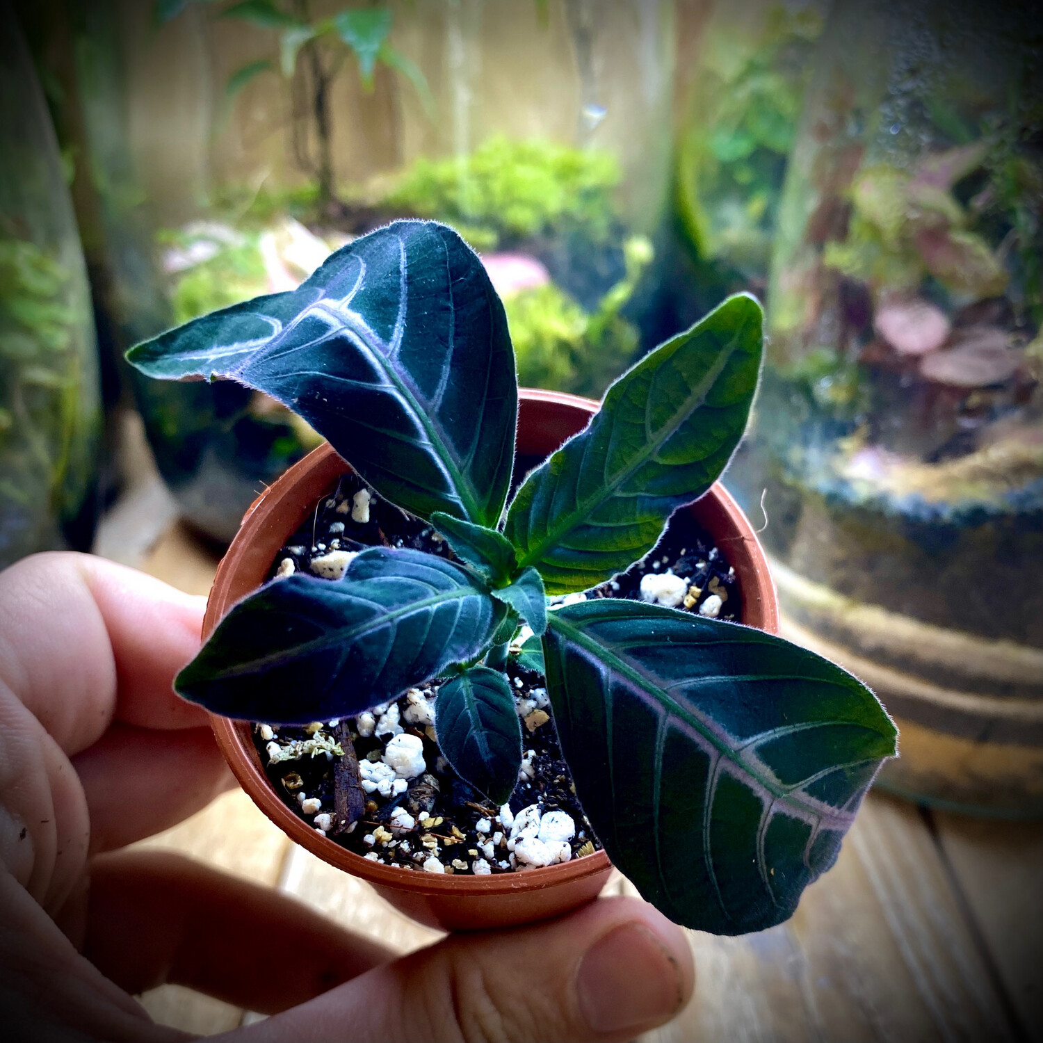 Monkey Plant (Ruellia makoyana)