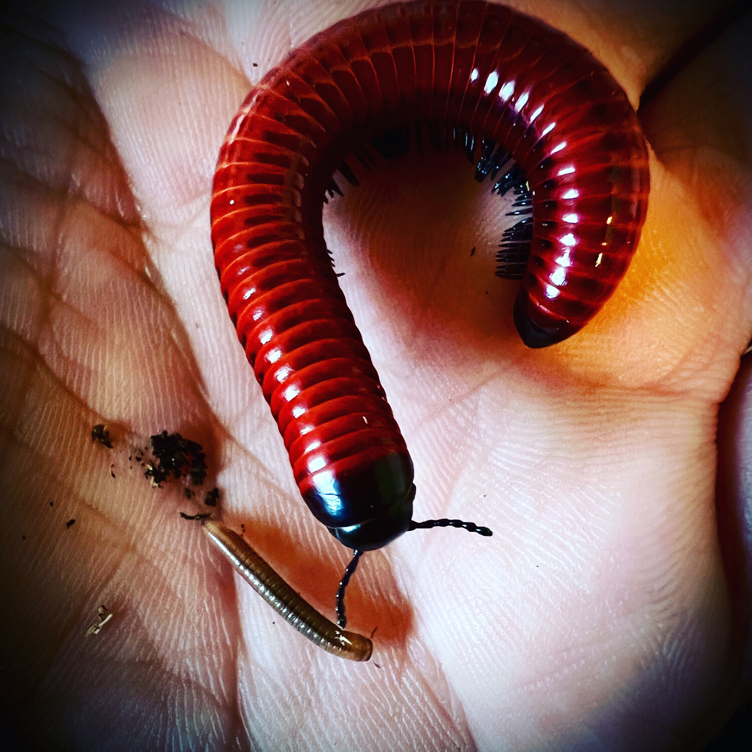 Mozambique Fire Millipedes (Centrobolus spc 'Mozambique')
