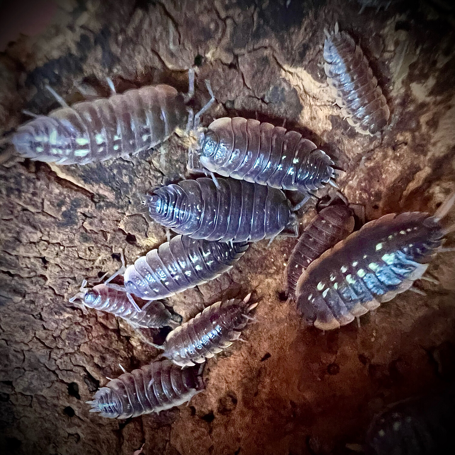 Porcellio Flavormarginatus