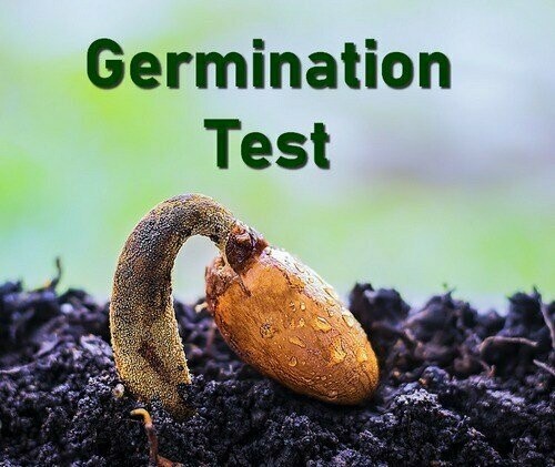 Compost Test for Plant Response (Germination)