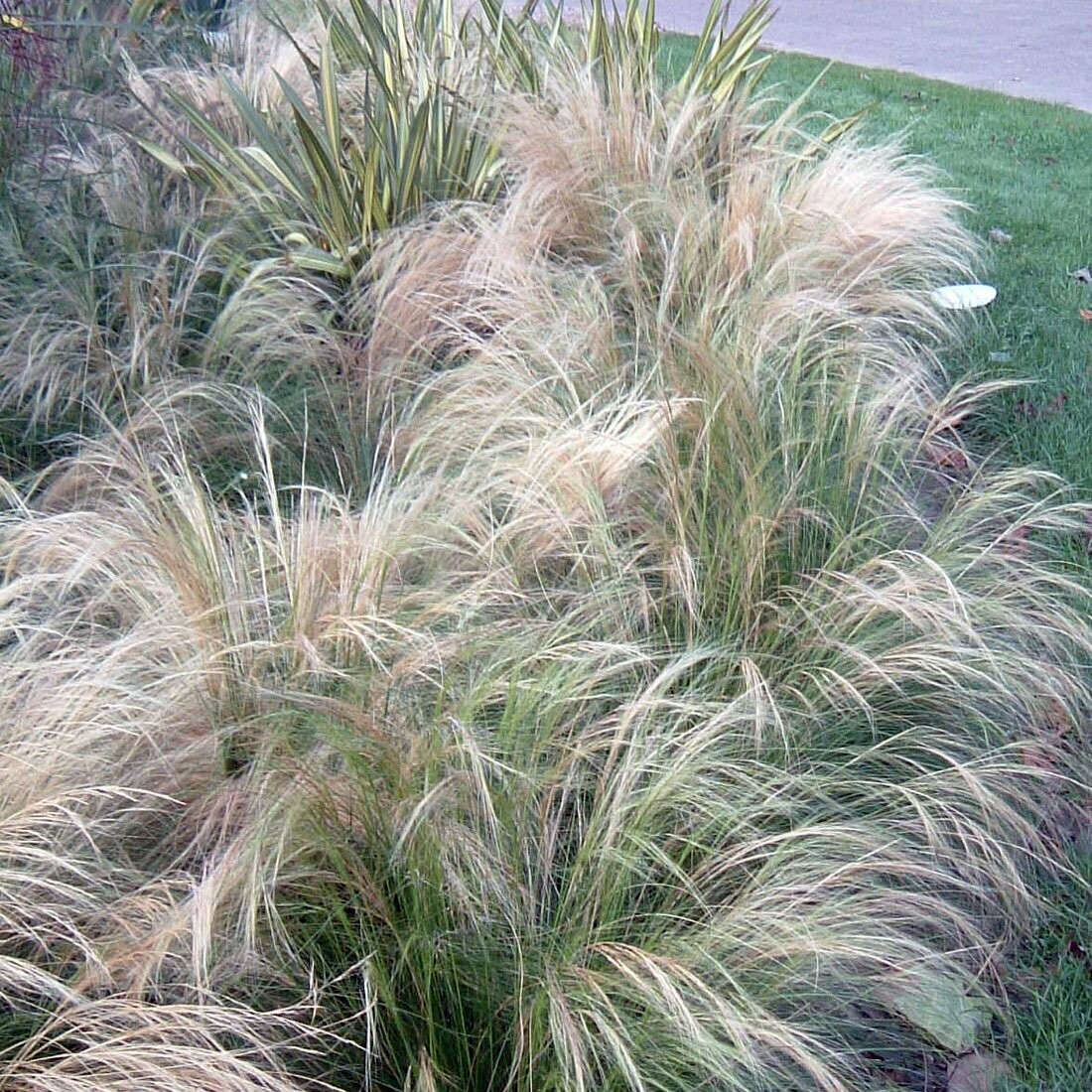 Stipa Tenuissima