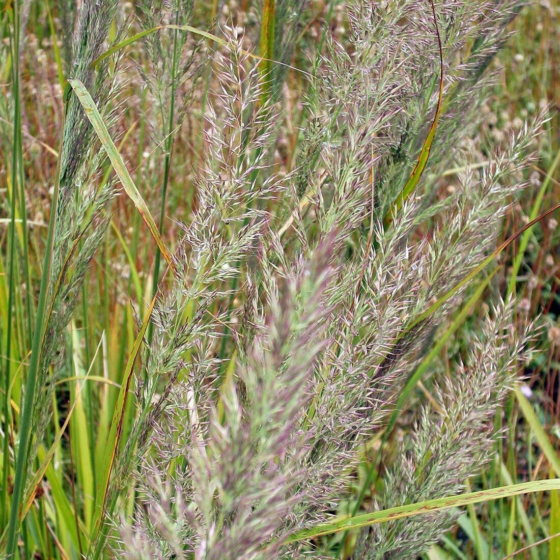 Panicum 'Prairie Sky'