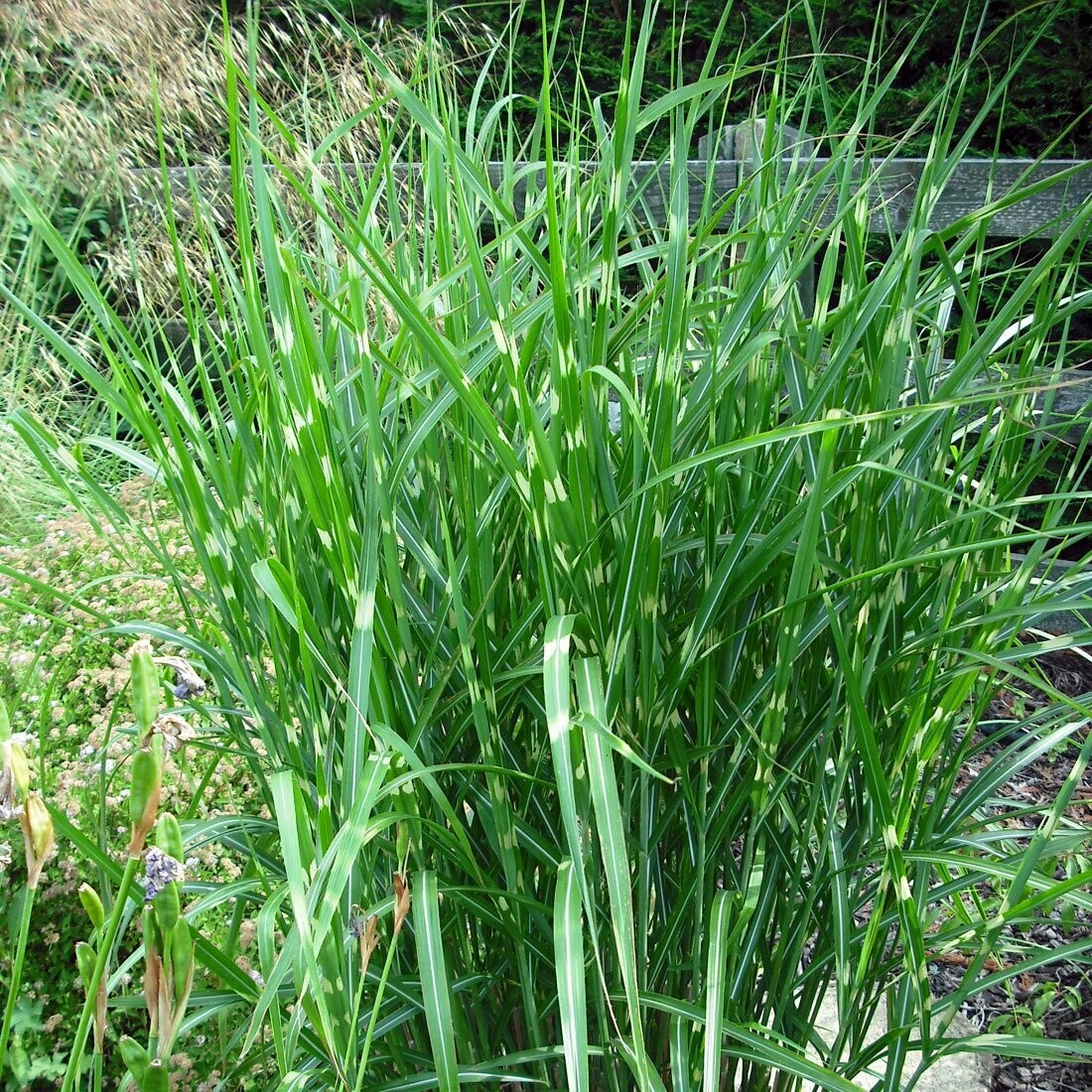Miscanthus sinensis 'Zebrinus'