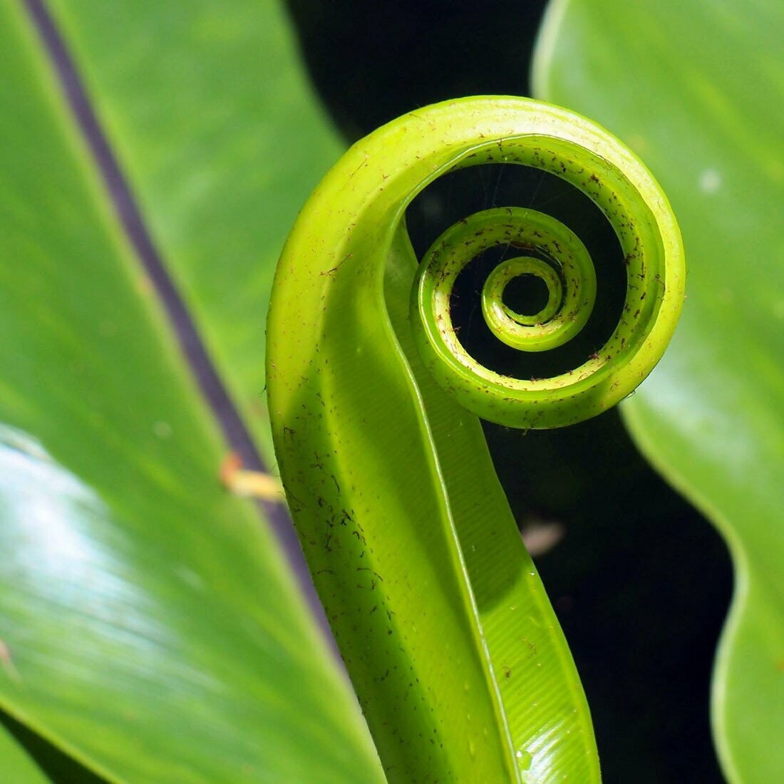 Asplenium scolopendrium