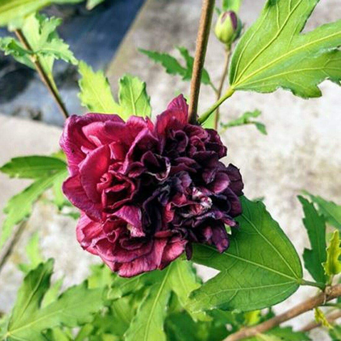 Hibiscus 'French cabaret Red'