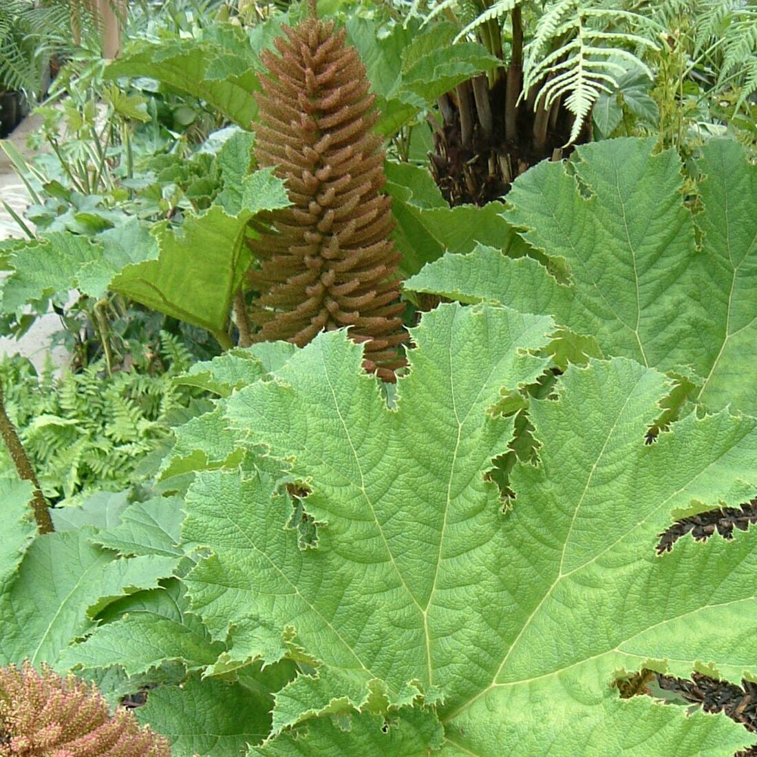 Gunnera manicata