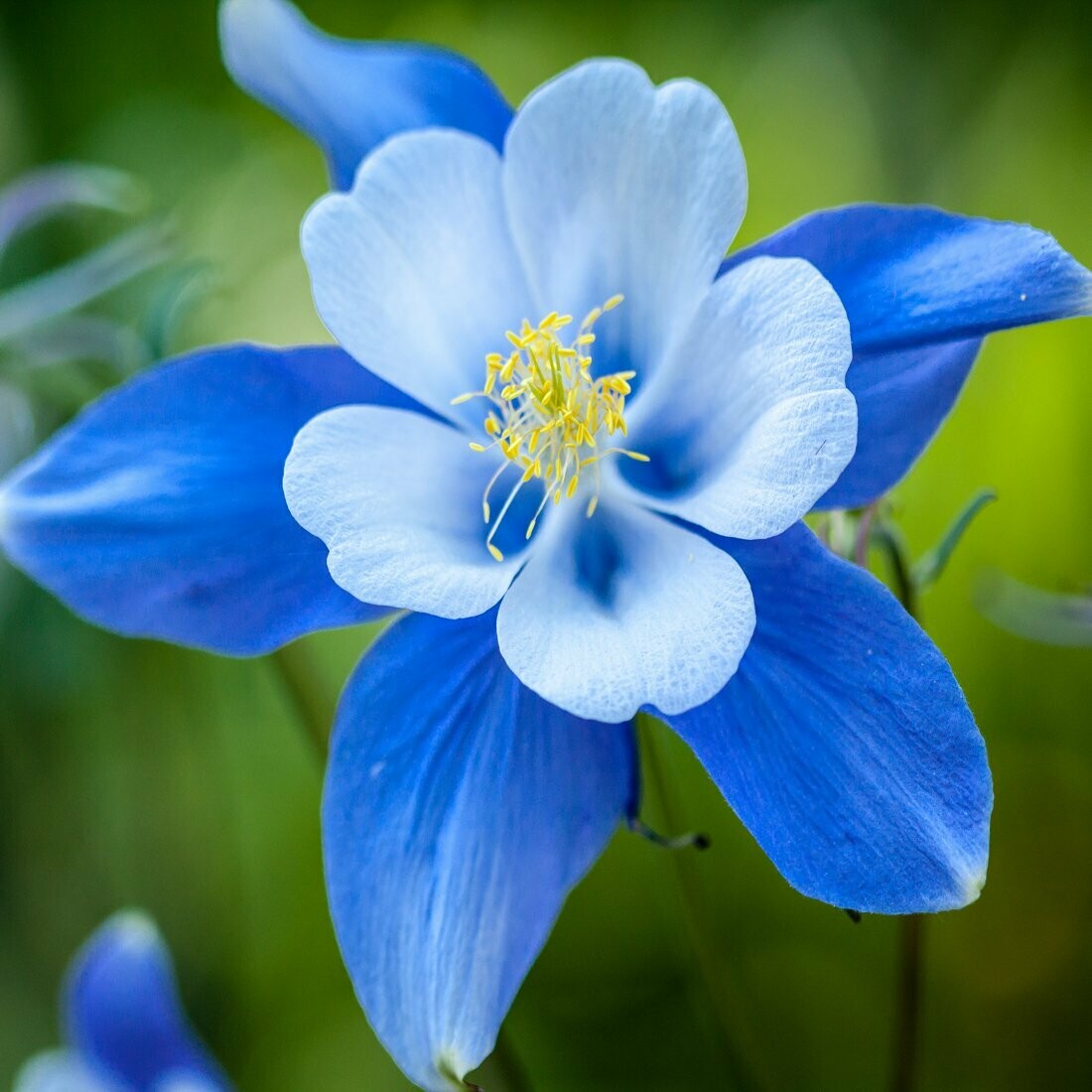 Aquilegia 'Blue Star'