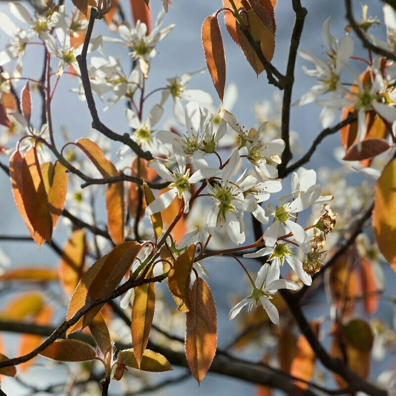 Quality Plants for Your Garden | Norfolk | Perfect Plantings