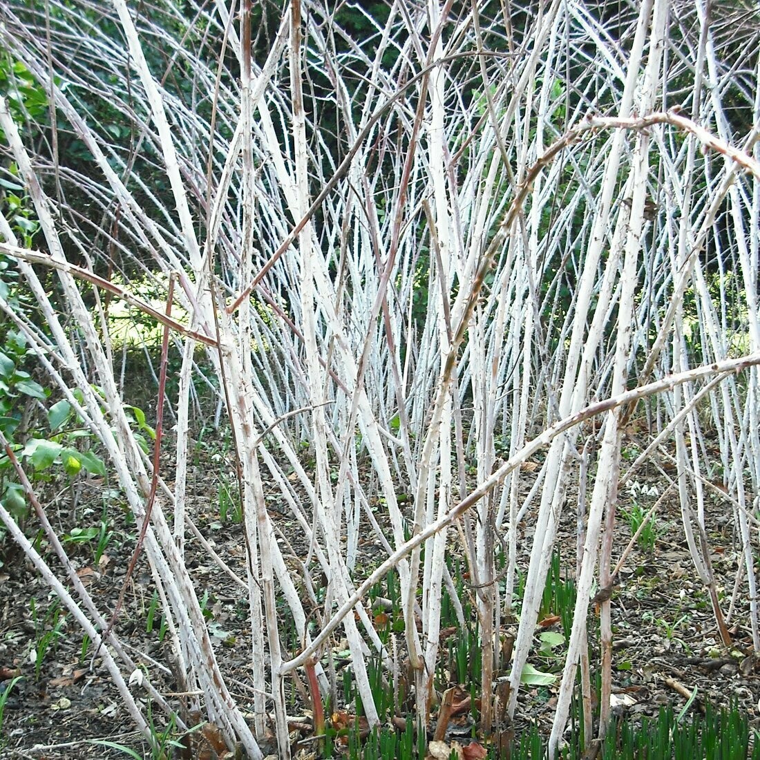 Rubus Cockburnianus