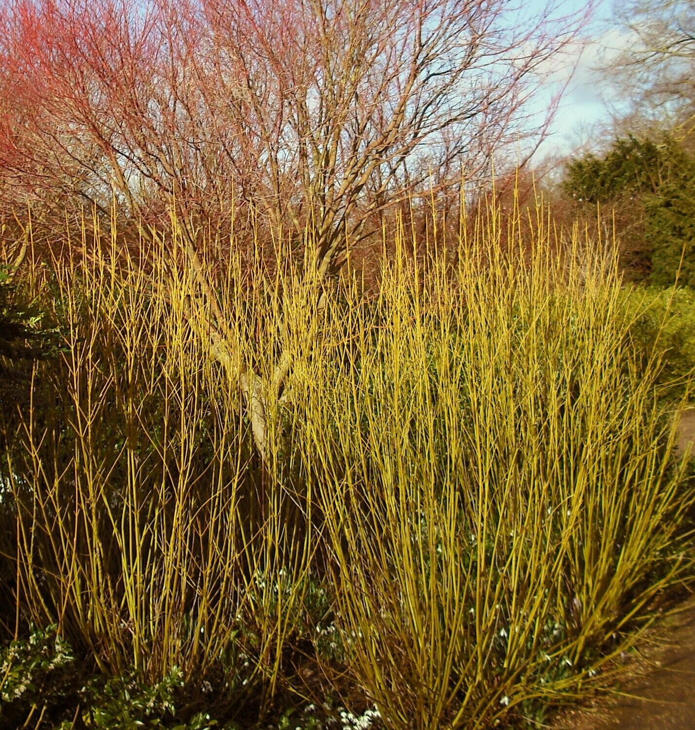 Cornus stolonifera 'Flaviramea'