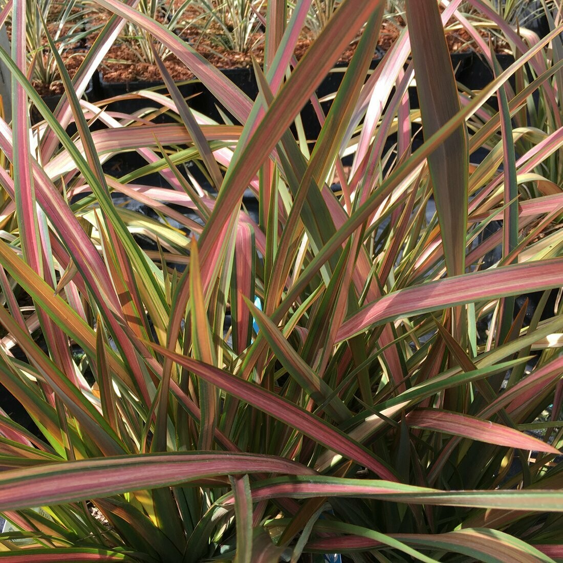 Phormium tenax 'Jester'