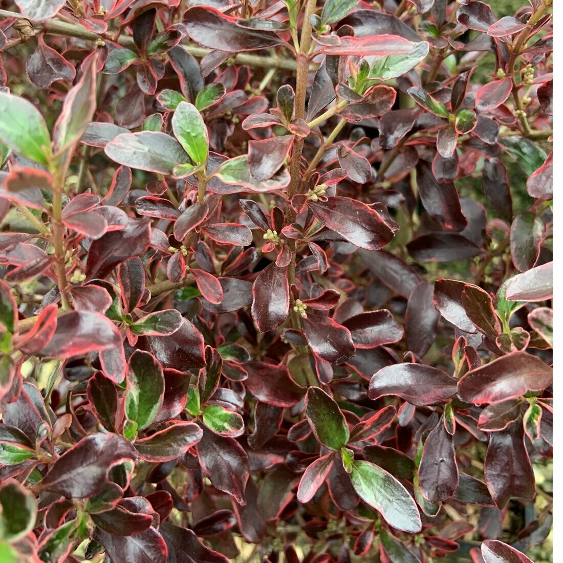 Coprosma rep 'Fireburst'