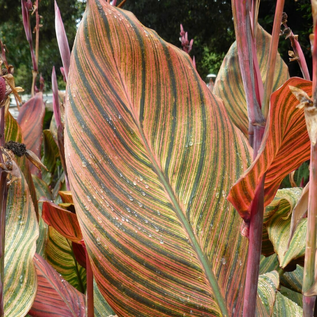 Canna 'Tropicana'