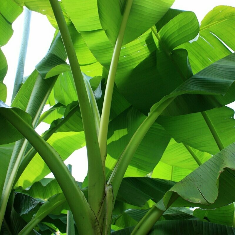 Quality Plants for Your Garden | Norfolk | Perfect Plantings
