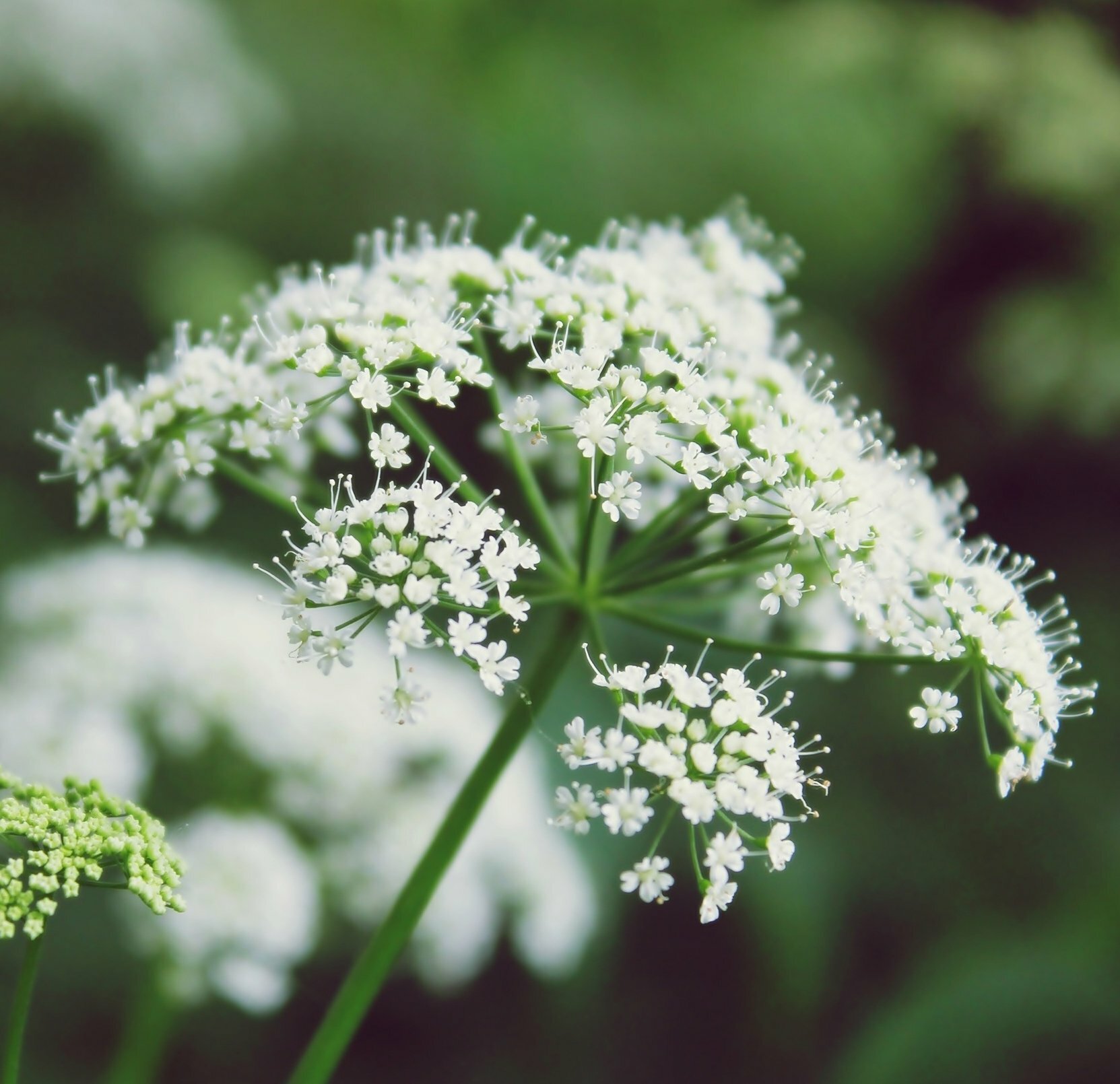 Selinum wallichianum