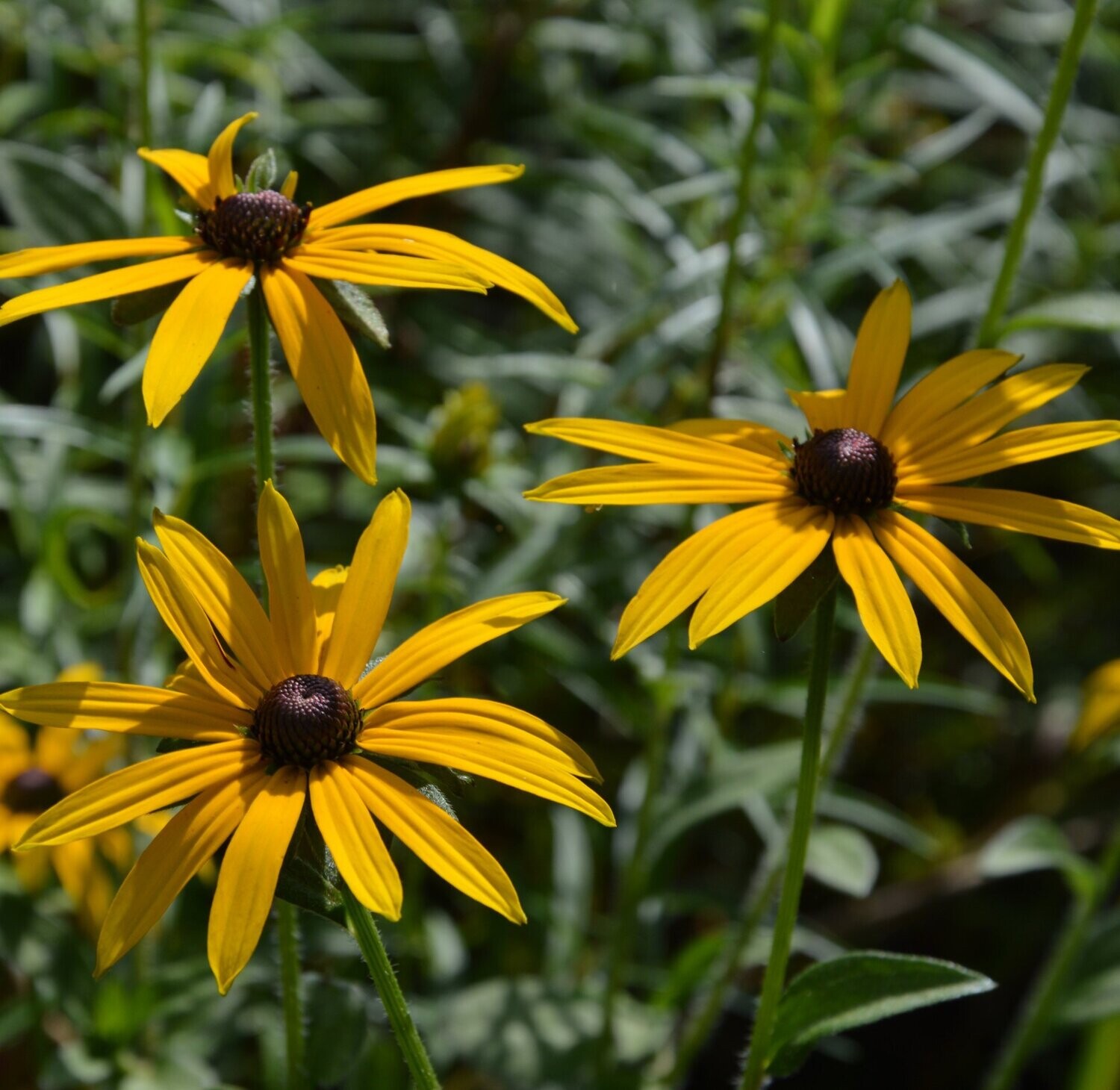 Hardy Perennials