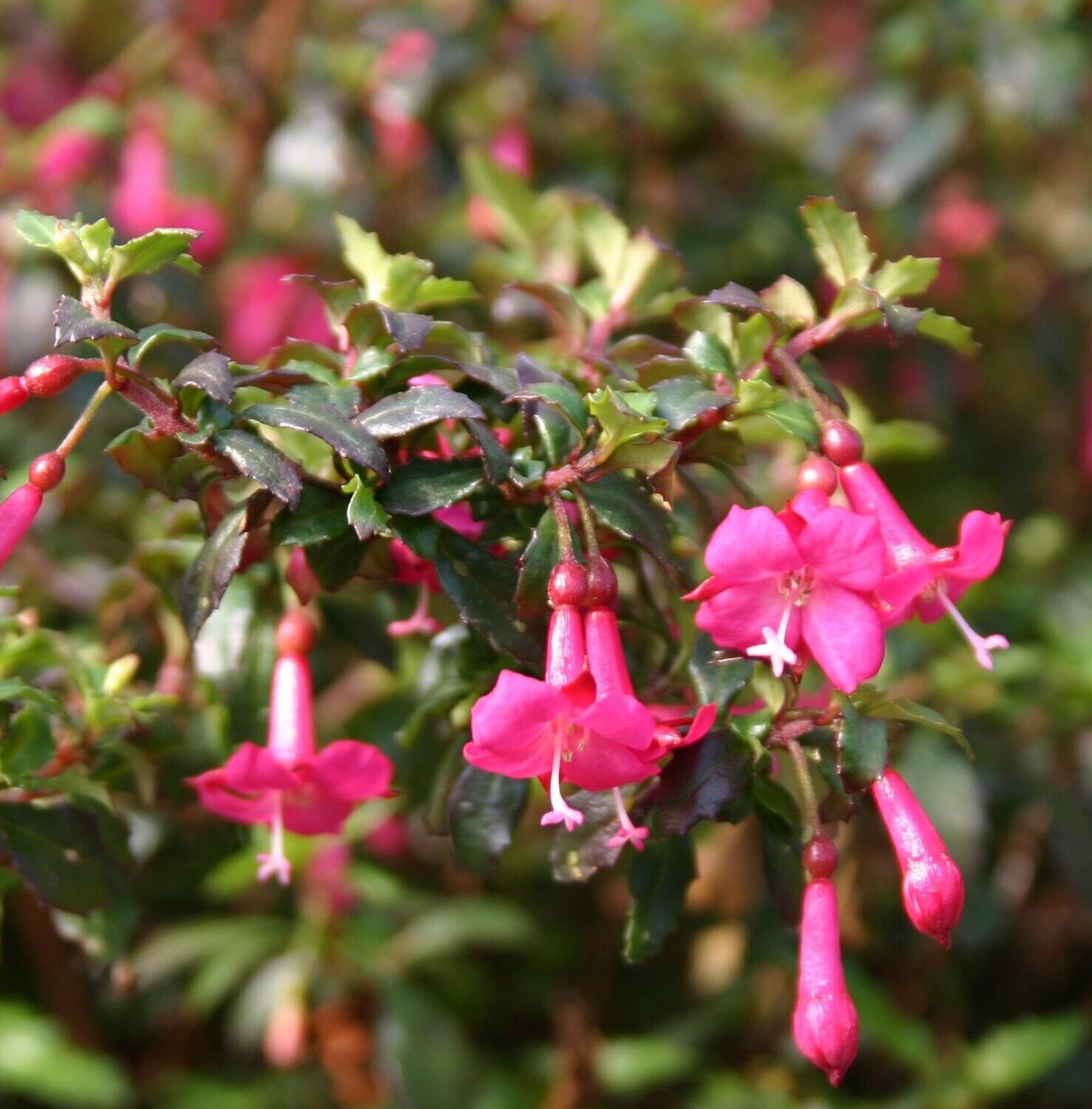 Fuchsia 'microphylla 'Pink'