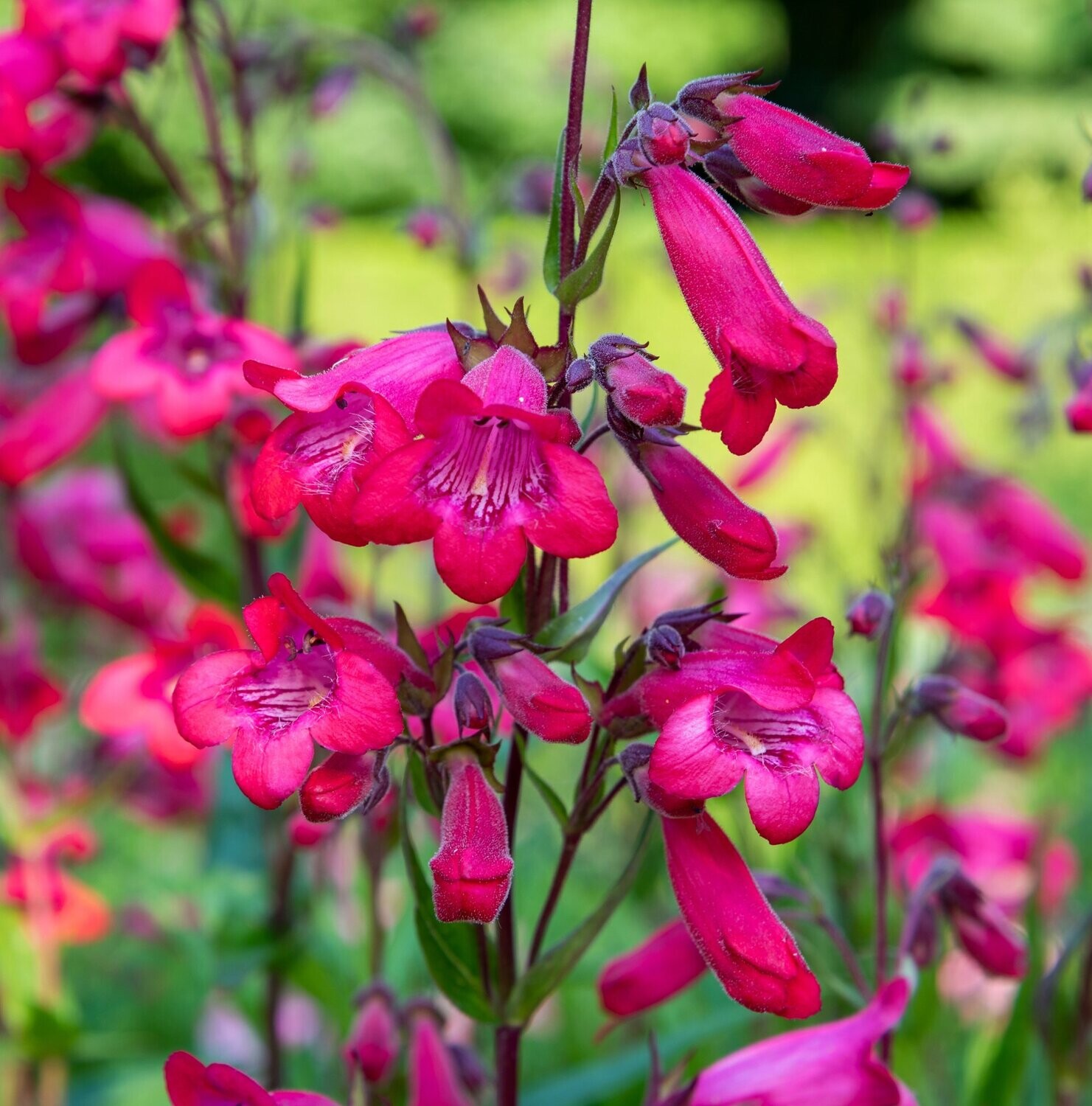 Penstemon Schoenholzeri 'Firebird'