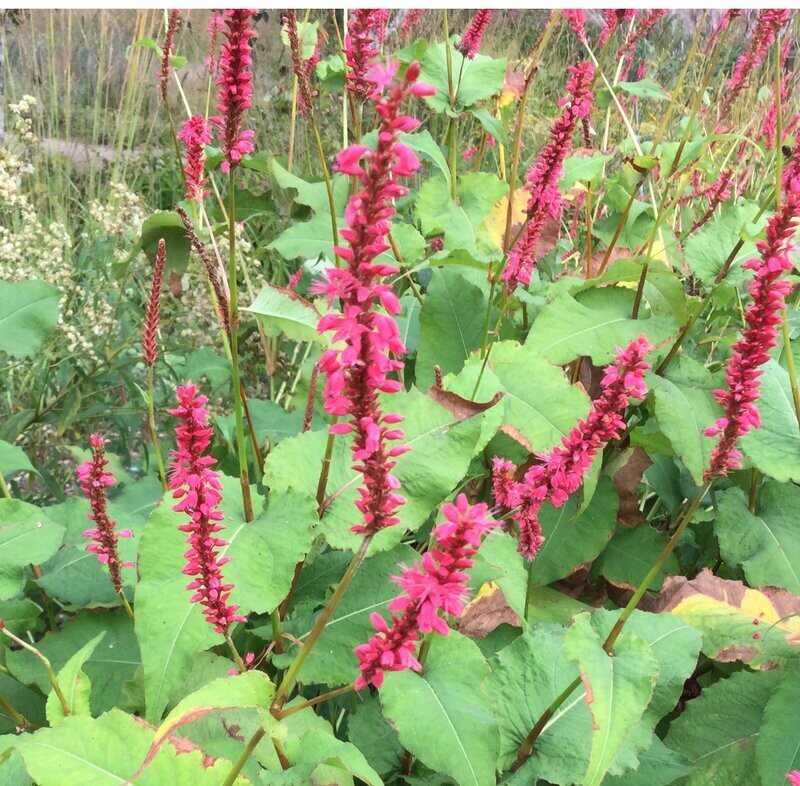 Plants For Dry Shade