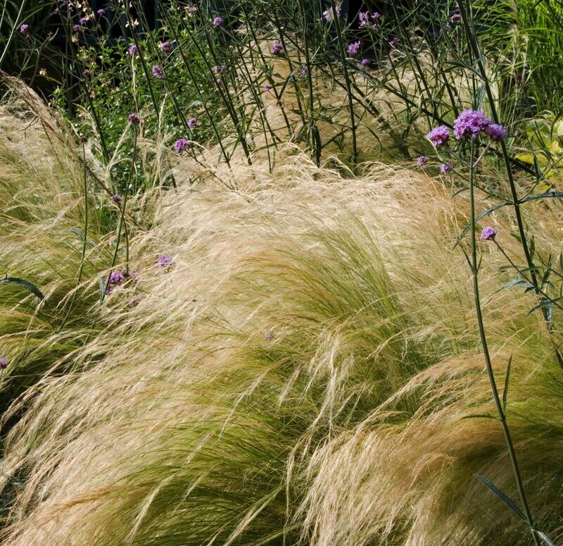 Quality Plants for Your Garden | Norfolk | Perfect Plantings