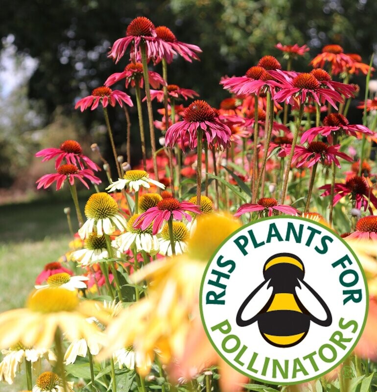 Quality Plants for Your Garden | Norfolk | Perfect Plantings