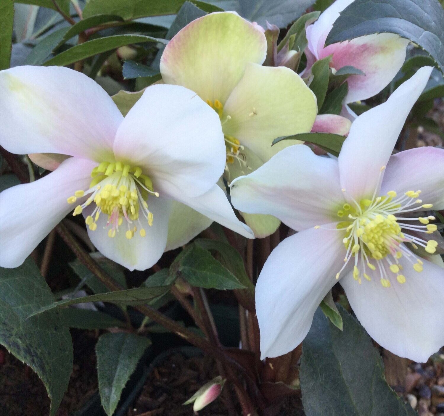 Helleborus orientalis x hybridus