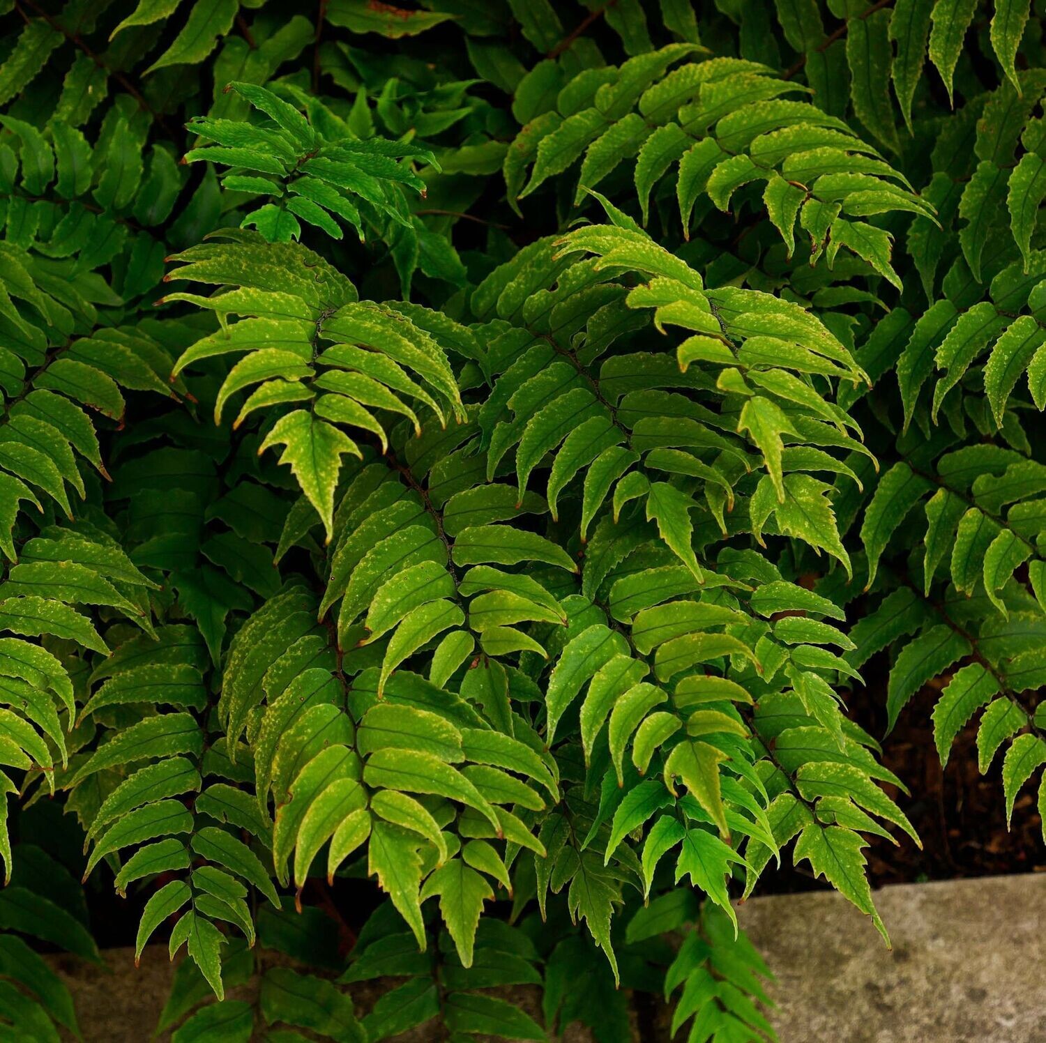 Cyrtomium fortunei clivicola