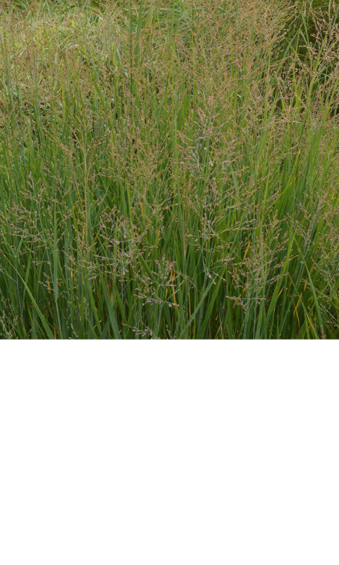 Panicum 'Prairie Sky'