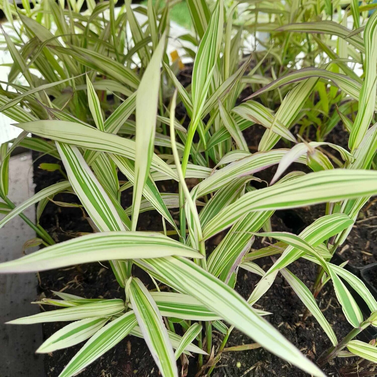 Chasmanthium latifolium 'River Mist'