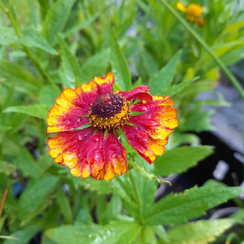 Late Season Perennials