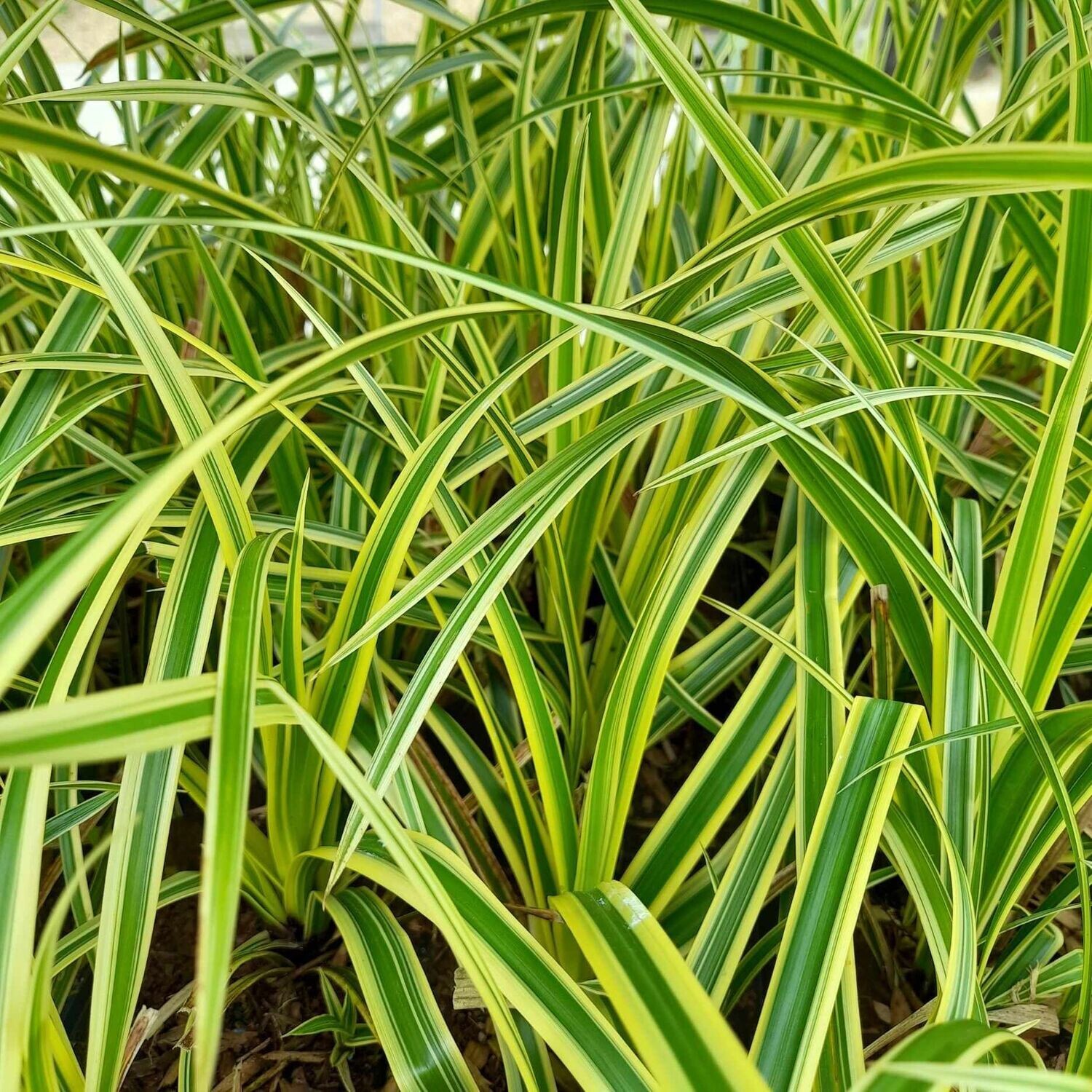 Carex (evergreen varieties)