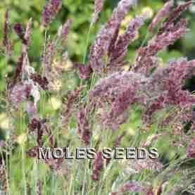 Melinus nerviglumis 'Karoo Queen'