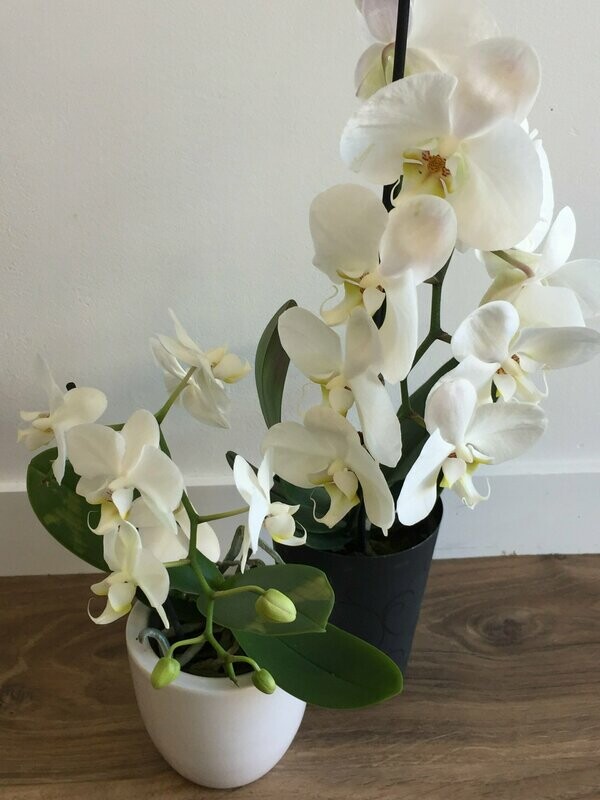 Award-Winning Florist Merivale | Same Day Flower Delivery Christchurch ...